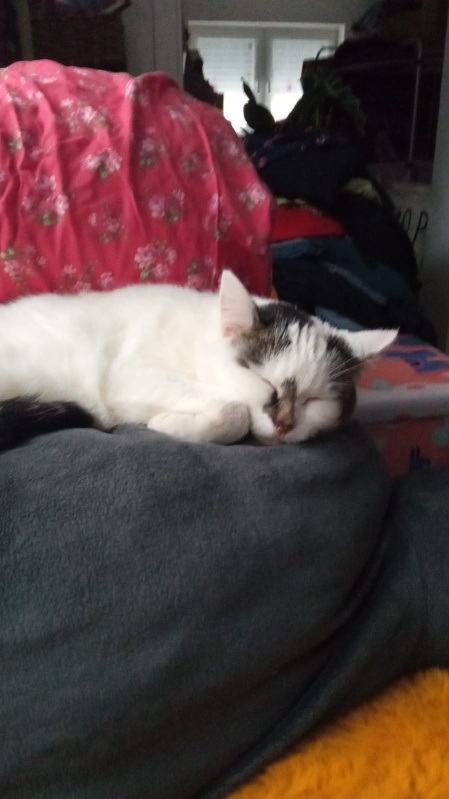 Katze Lilly in Sinzig vermisst - Tierheim Kreis Ahrweiler / Remagen