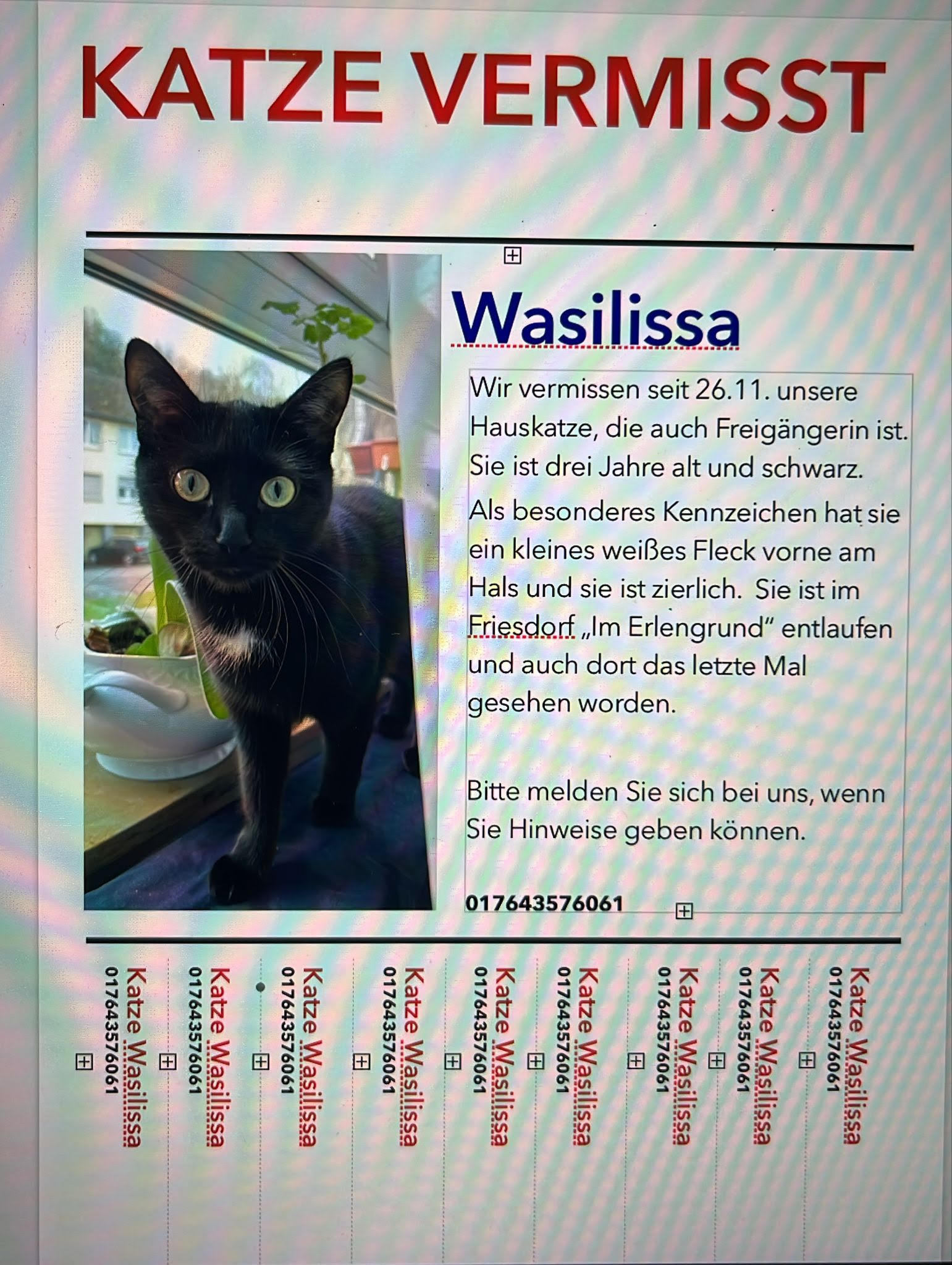 Katze Wasilissa in Bonn Friesdorf vermisst - Tierheim Kreis Ahrweiler ...