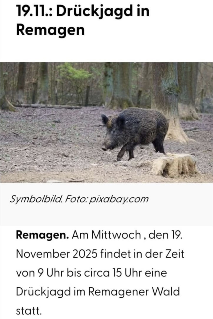19.11.: Drückjagd in Remagen - Tierheim Kreis Ahrweiler / Remagen